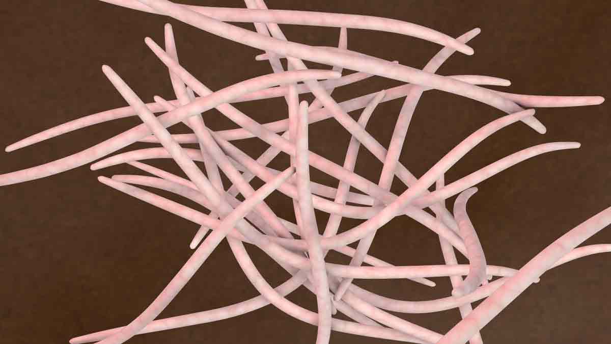 UNAM alerta por bacteria bucal vinculada al cáncer de colon | Julio ...