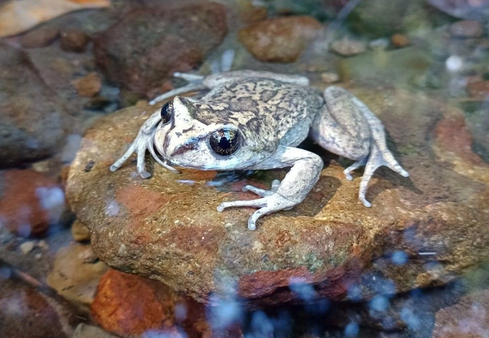 Redescubren en Chile una rara especie de rana | Julio Palacios Informa