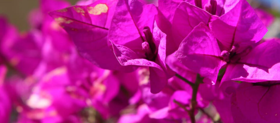 Bugambilia en México: la flor sudamericana que trajo Maximiliano ...