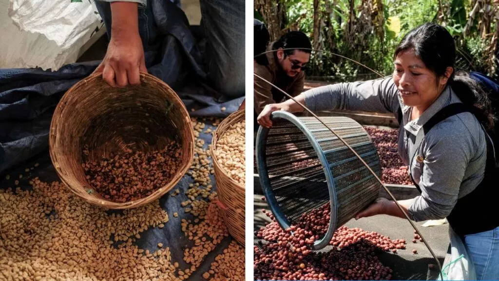 El campo mexicano saca la cara por la economía: PIB crece 0.2% en el ...