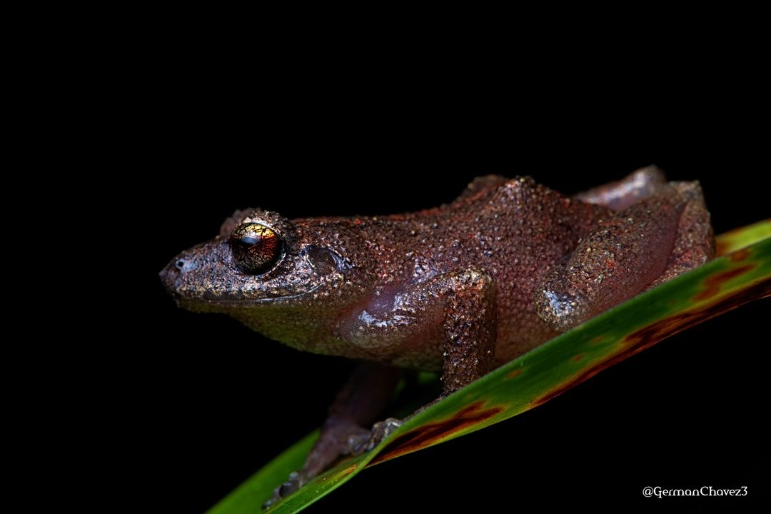 Descubren tres nuevas especies de rana en Perú | Julio Palacios Informa